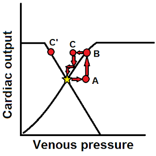 Year 11 Misadventures: Venous Pressure and Vascular Function Curves