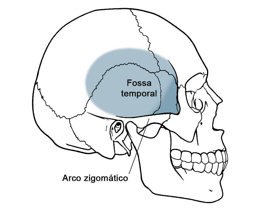 Mundo Pré-Histórico: Sinápsidos (Synapsida)