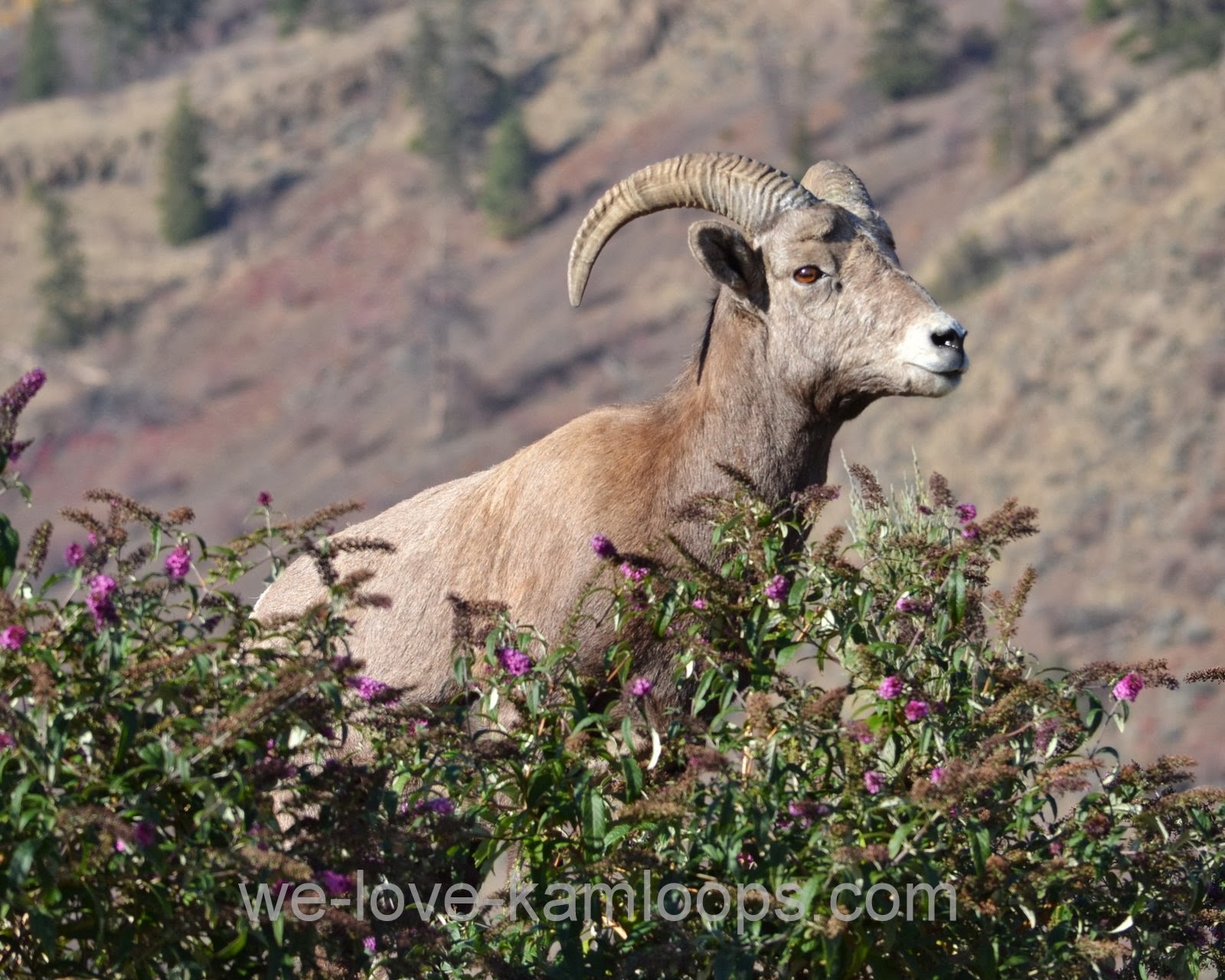 we-love-kamloops: California Bighorn Sheep ~ Visiting Sun Rivers ...