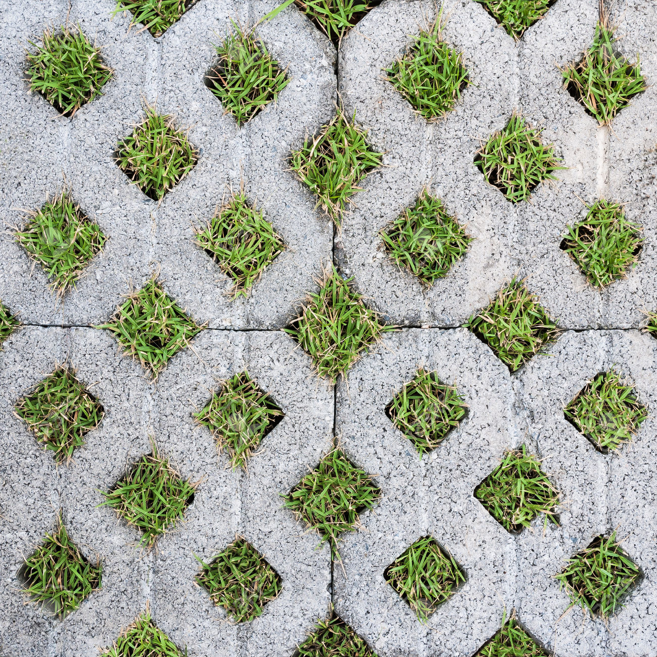 Jual Rumput Swiss | Rumput Jepang | Rumput Gajah Mini | Rumput Golf