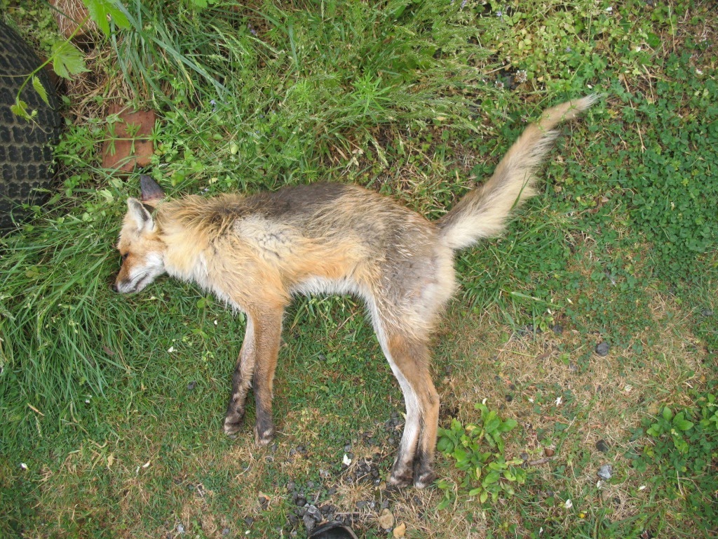 Razzberry Corner: Fox Attack