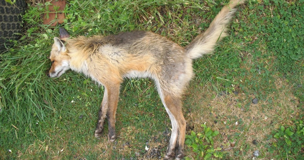 Razzberry Corner: Fox Attack