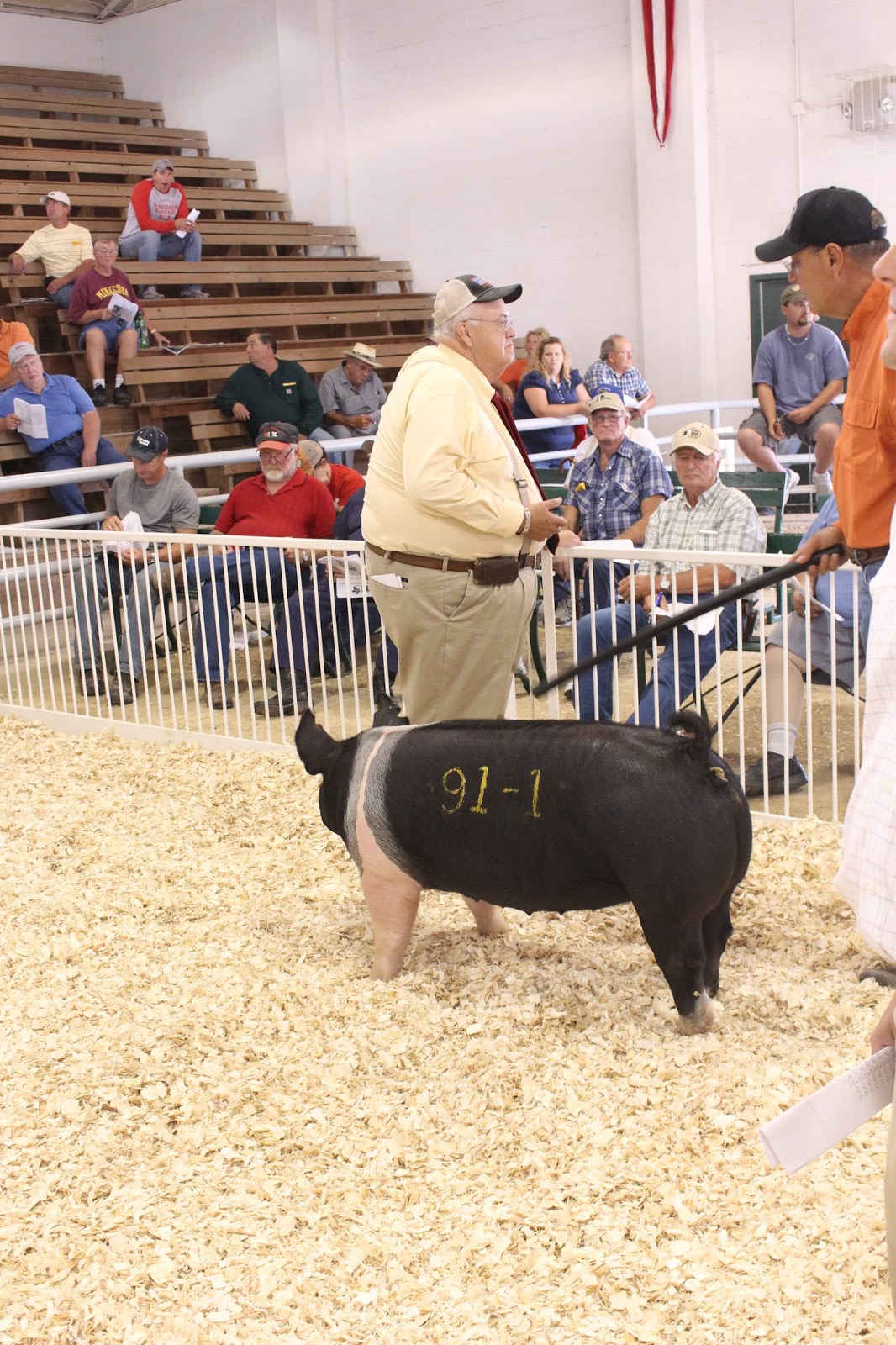 NSR Show & Sale Results: 2013 National Barrow Show Hampshire Sale Results