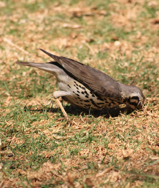 Hedgie's Nature Journal : Ground-scraper thrush (Psophocichla litsitsirupa)