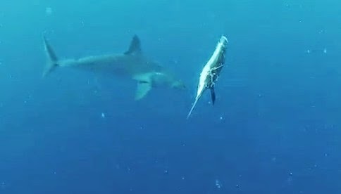 Mako Shark Eats Marlin