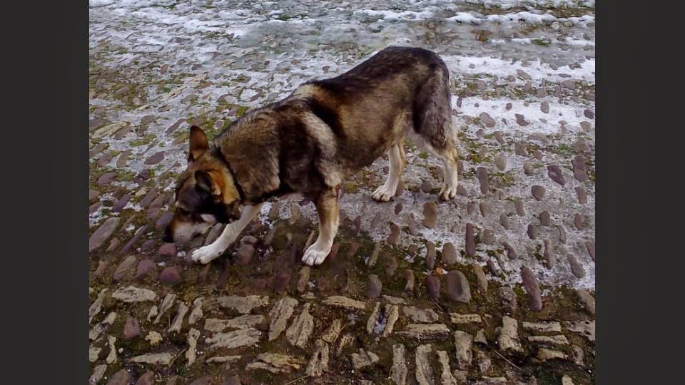 El Perro Lobo Español: Cruces de pastor alemán y perros nórdicos (II)