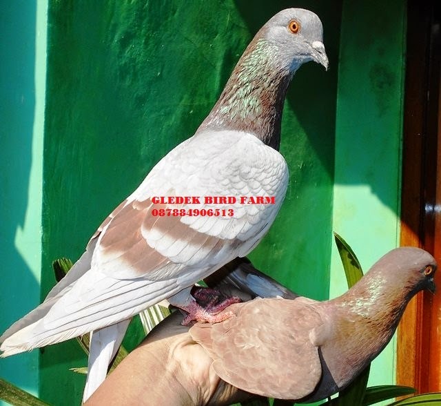 JAMU MERPATI KOLONG DAN BALAP: CARA MELATIH MERPATI BALAP