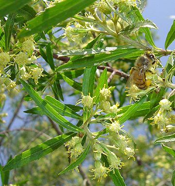 PRÓPOLIS VERDE : O ANTIBIÓTICO NATURAL,ANTI-FÚNGICO E ANTI-TUMORAL