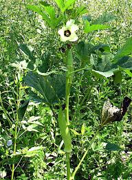 KILIMO BORA CHA BAMIA - KILIMO NA UFUGAJI