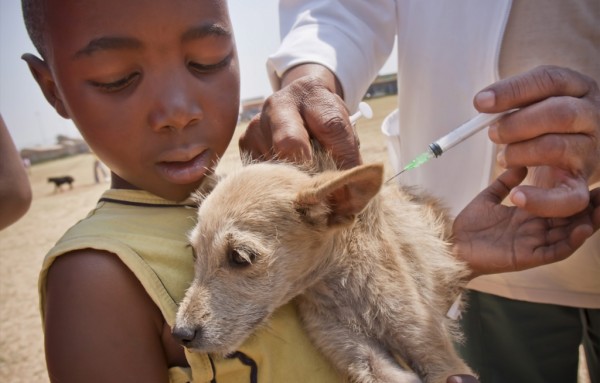 Sciency Thoughts: Rabies outbreak kills at least five in South Africa.