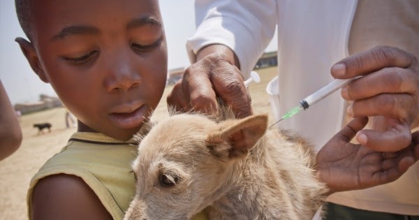 Sciency Thoughts: Rabies outbreak kills at least five in South Africa.