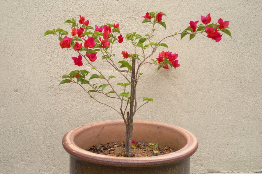 Medium berkongsi informasi: Variasi warna pokok bunga kertas