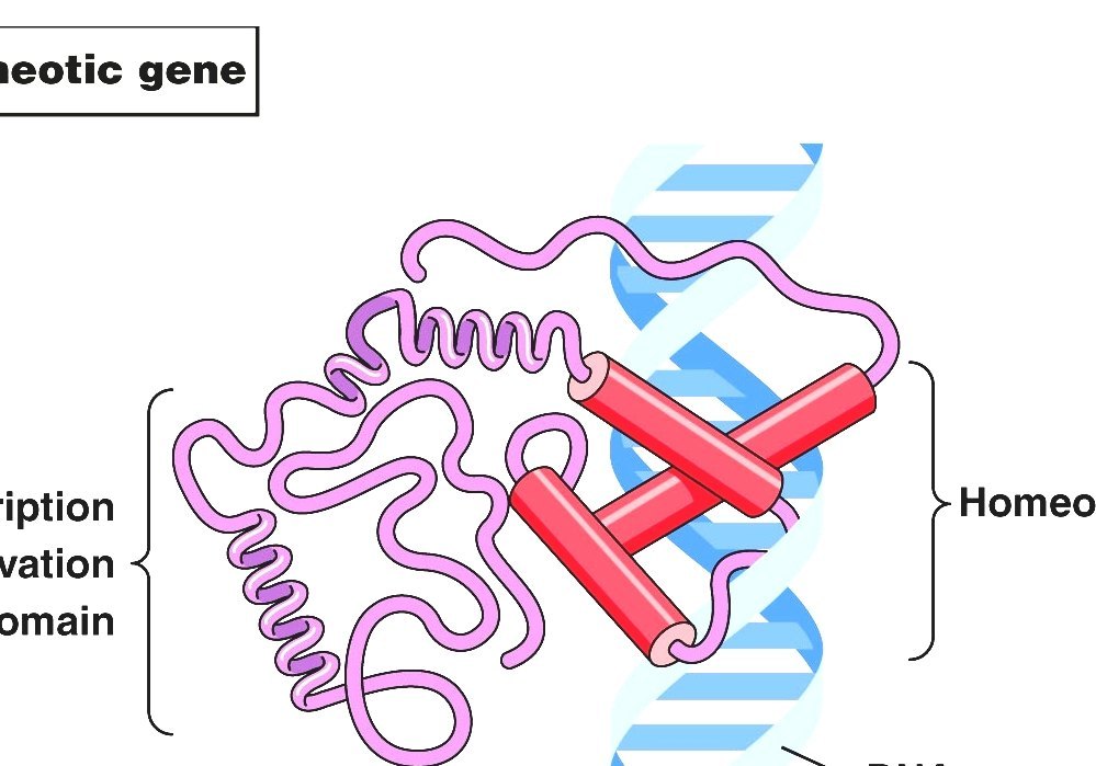 Homeobox - Homeodomain Proteins