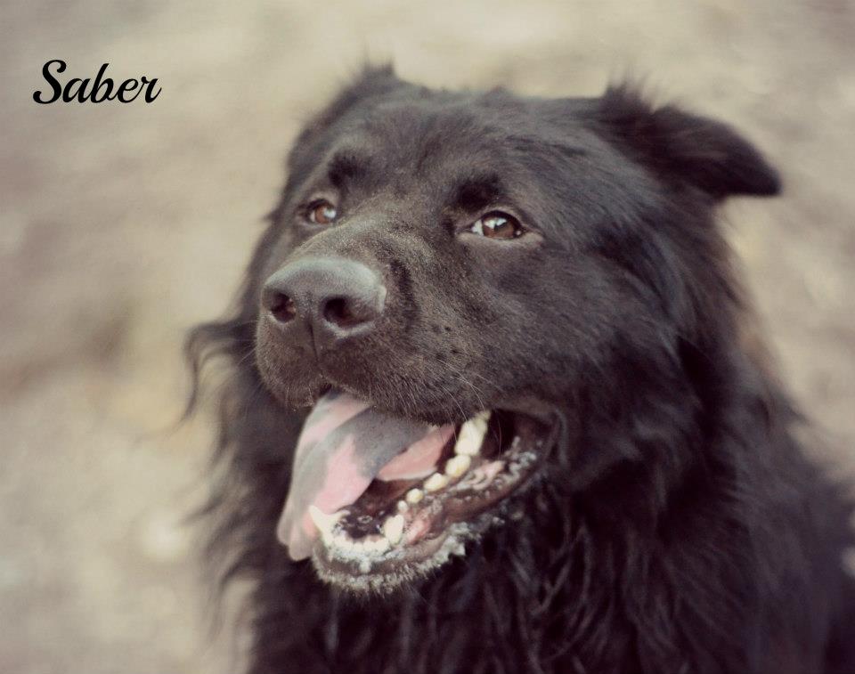 MAIMO AND ZOOLOGY: The Saber Dog