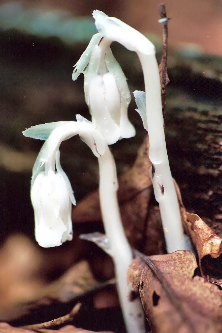 Isabella Conservation District Environmental Education Program: Stop ...