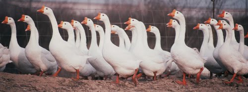 Peternakan Online: Cara Sukses Budidaya Angsa Dengan Mudah