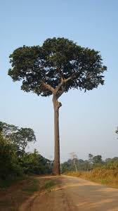 LA MADERA COMO MATERIAL PARA LA ARQUITECTURA Y CONSTRUCCIÓN