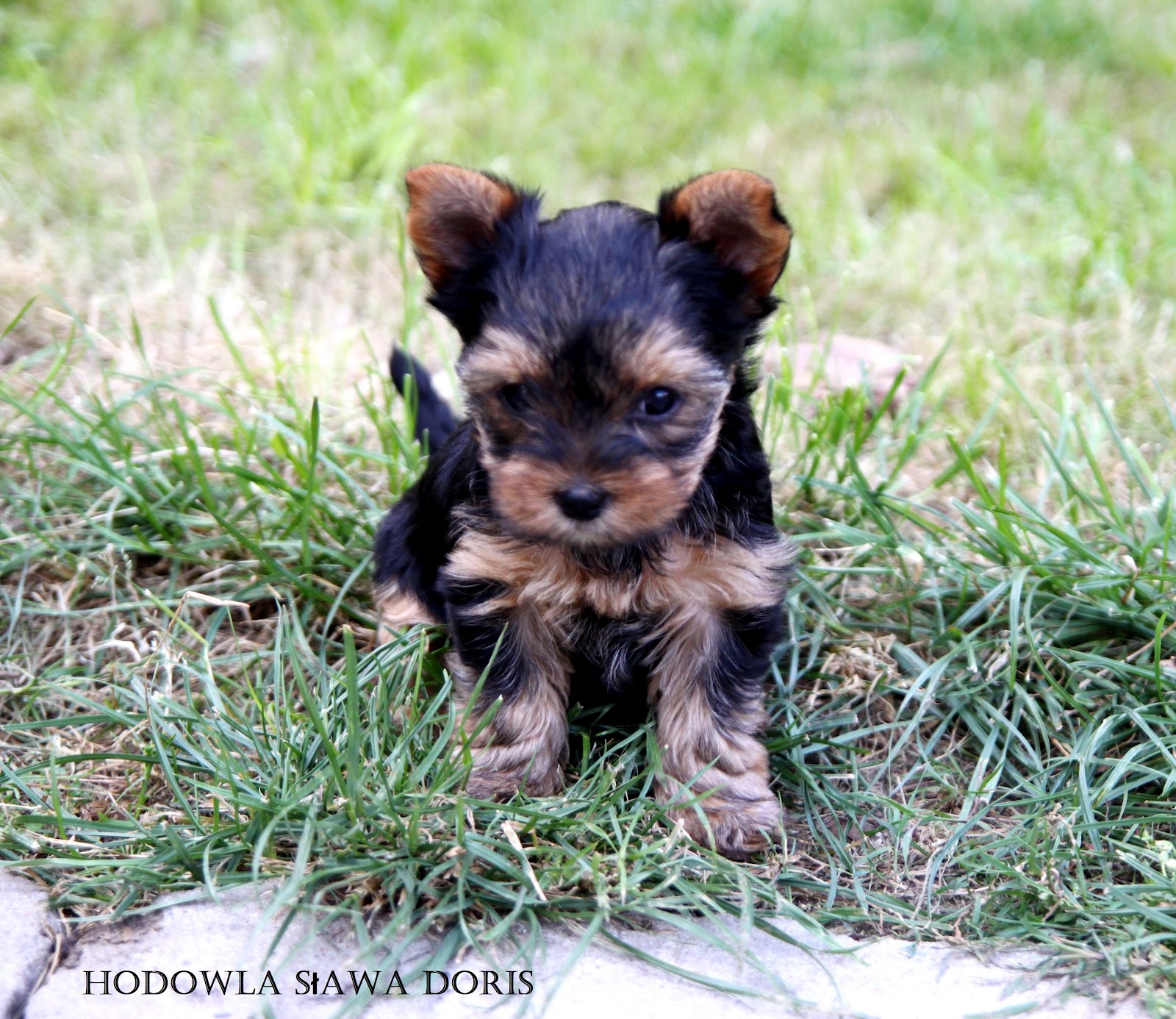 Hodowla Yorków SławaDoris