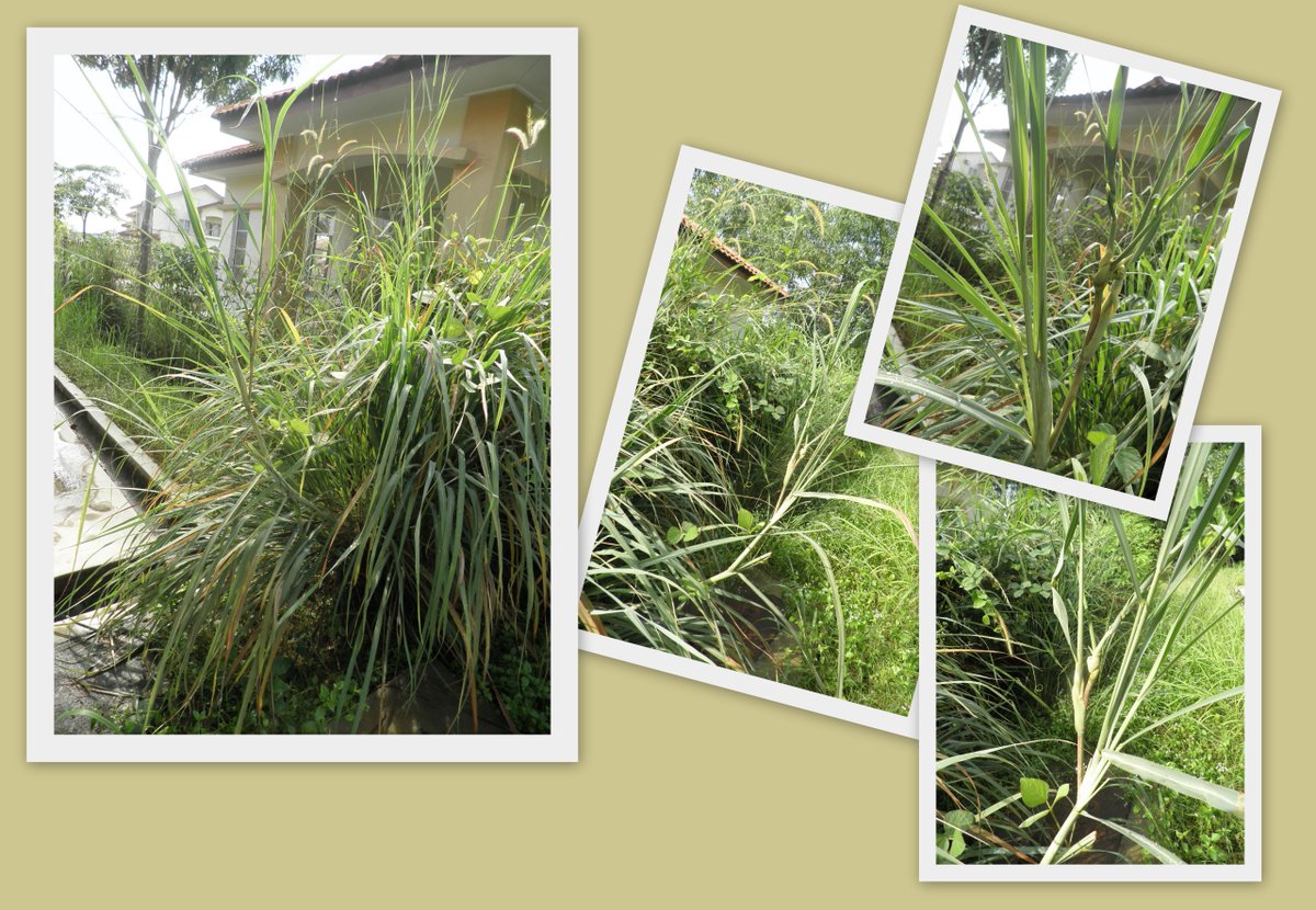 Between Science And Religion: The Secrets Of Bunga Serai