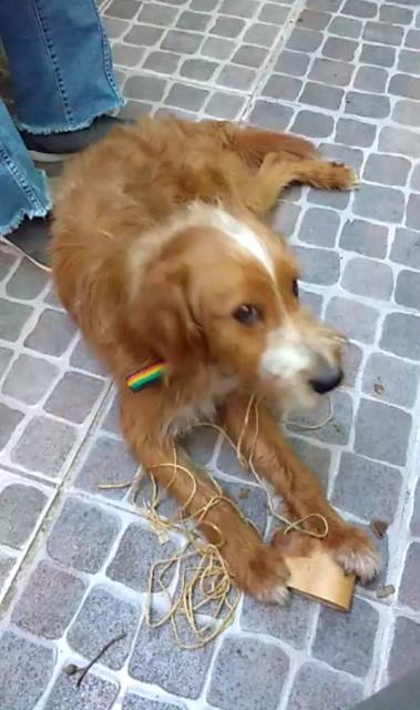 Adoptándonos: Cobre, adorable cachorrón barbincho en adopción ó tránsito