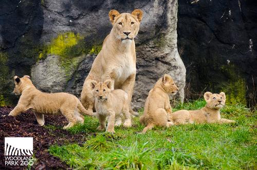 Lioness And 4 Cubs