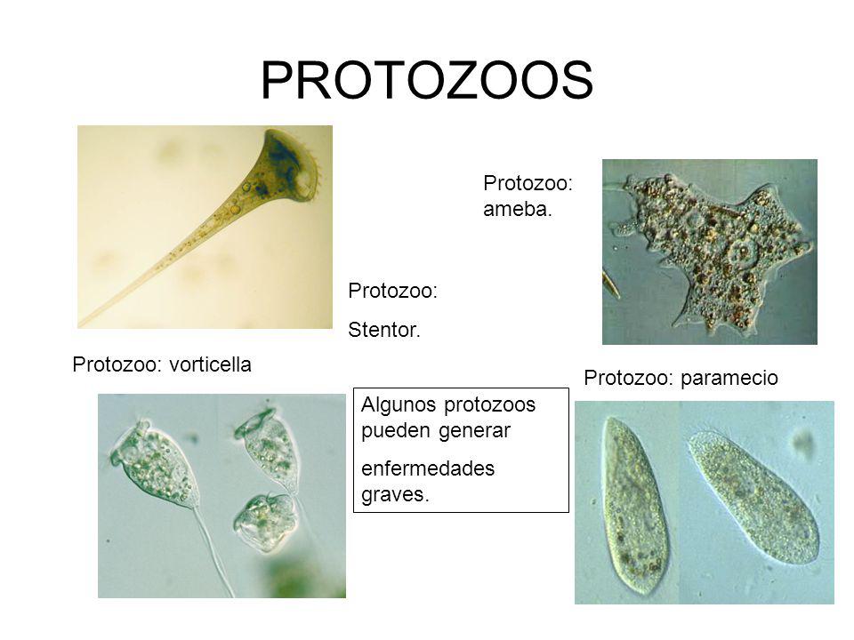 LA PALABRA PROTOZOARIOS SIGNIFICA "PRIMEROS ANIMALES" | APRENDER DE LAS ...