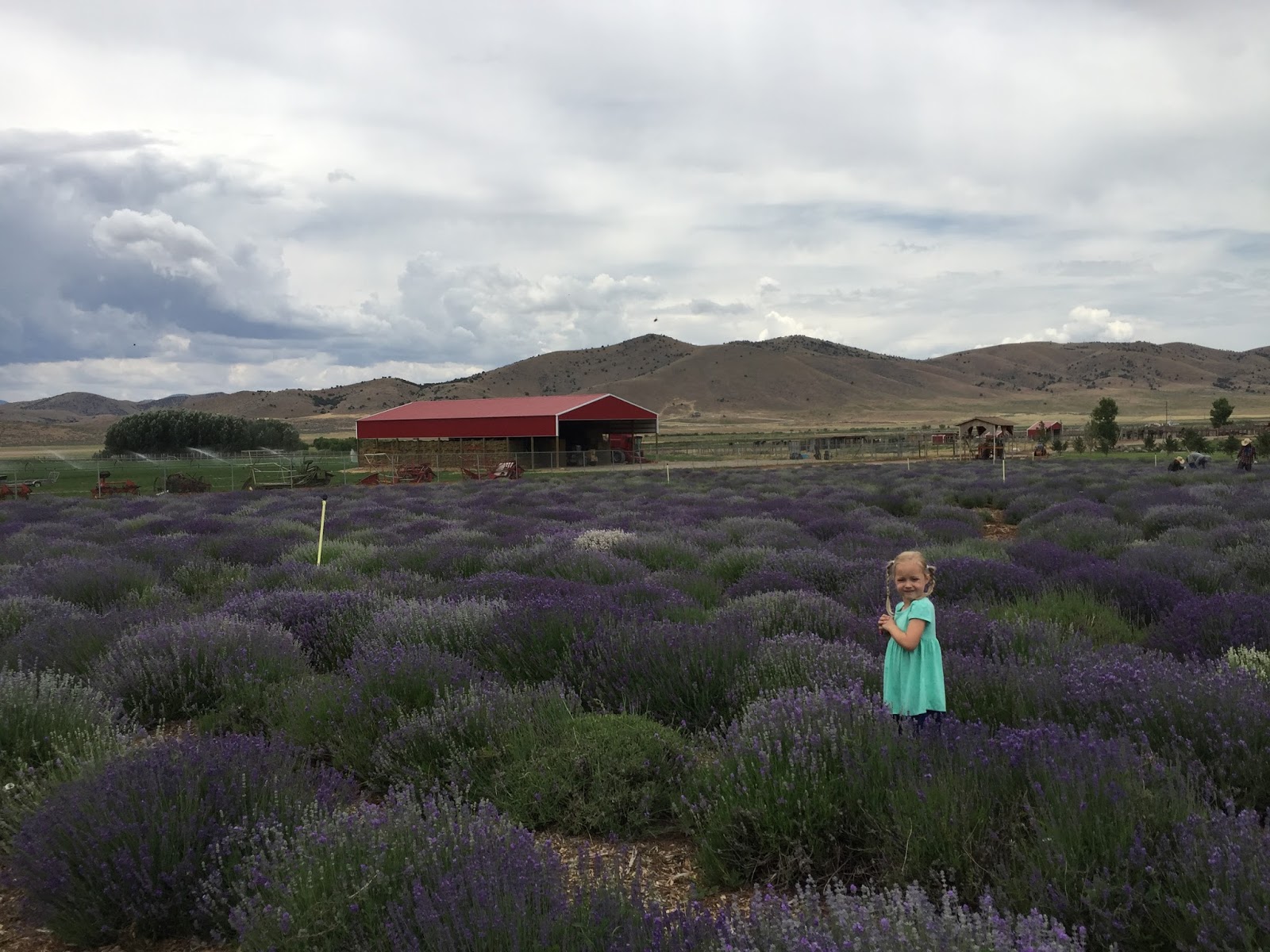 Mommy Vignettes: Lavender Farm in Mona, UT