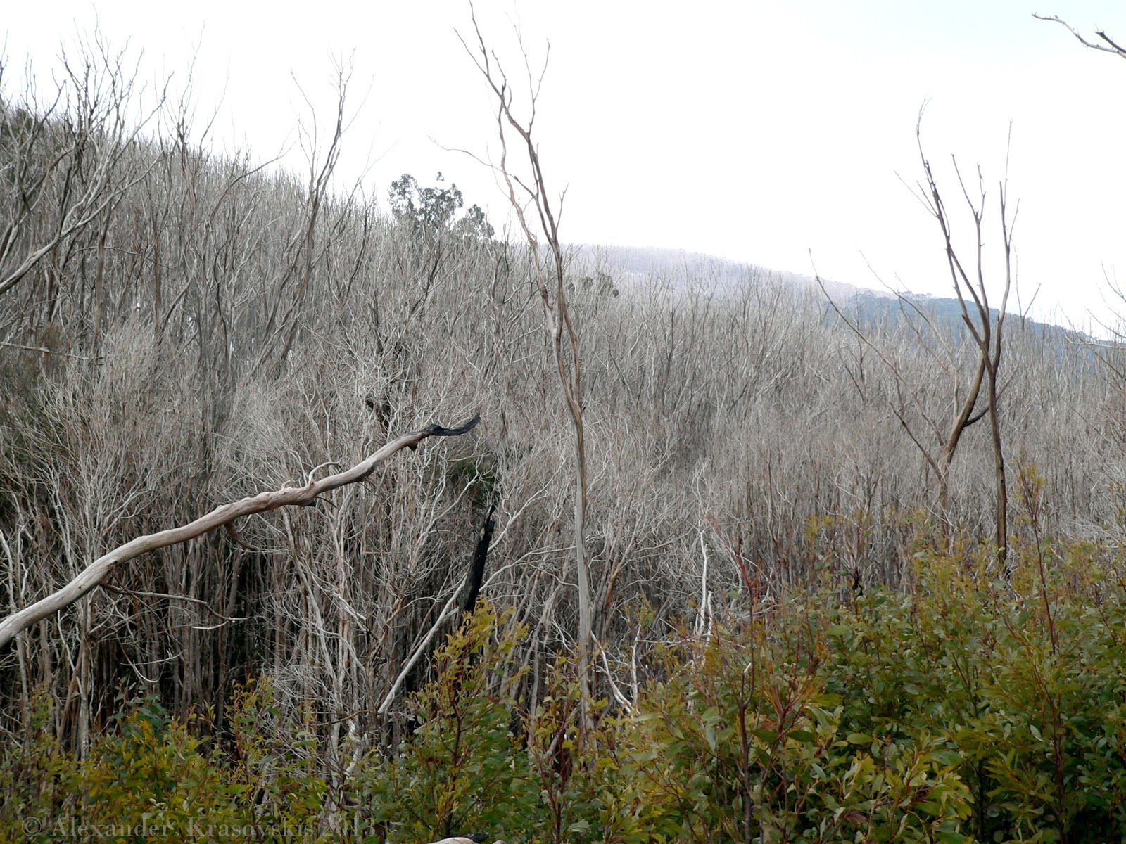 Aggregata Plants & Gardens: August 2013