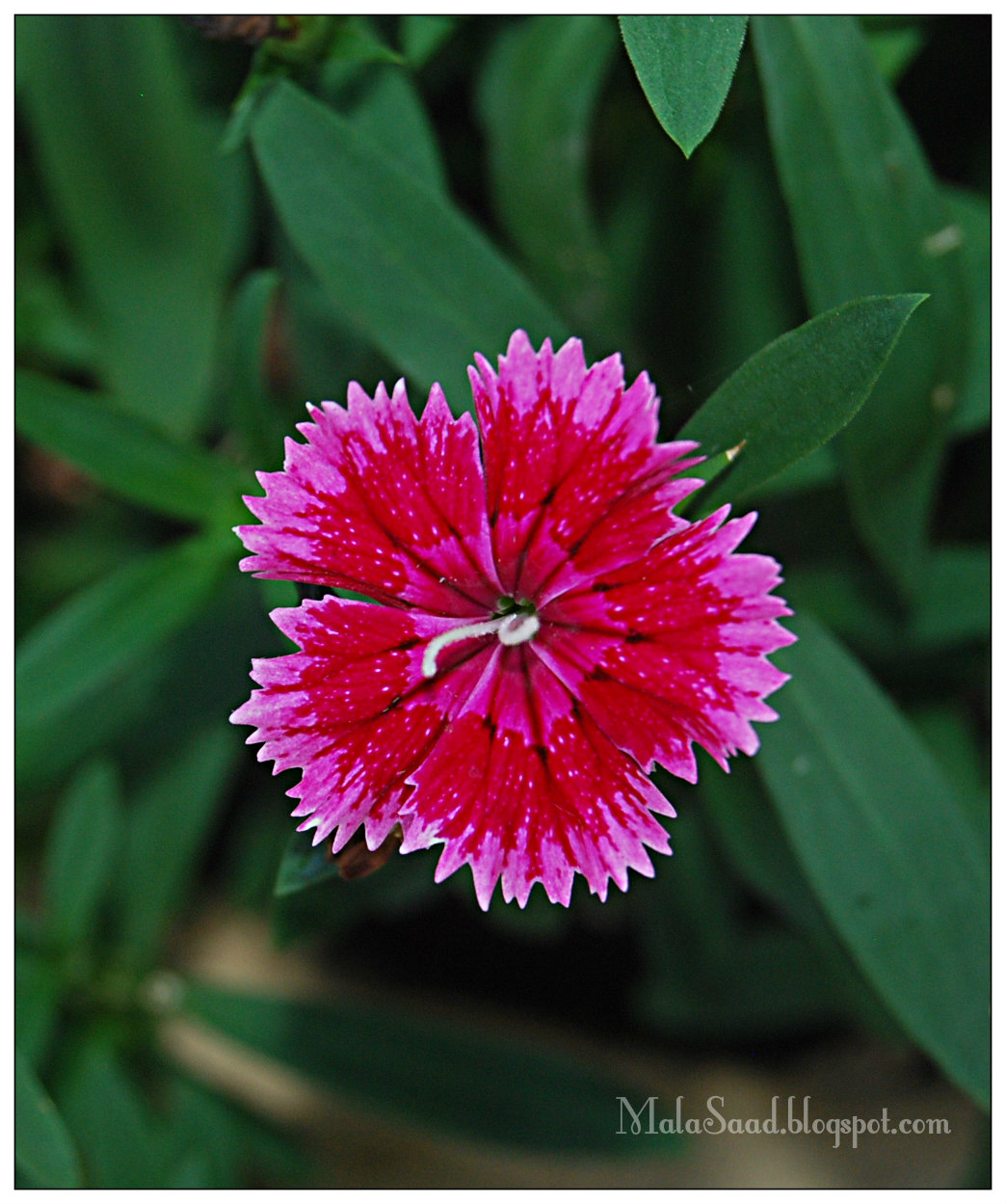 My Green Eye's: Dianthus Sp