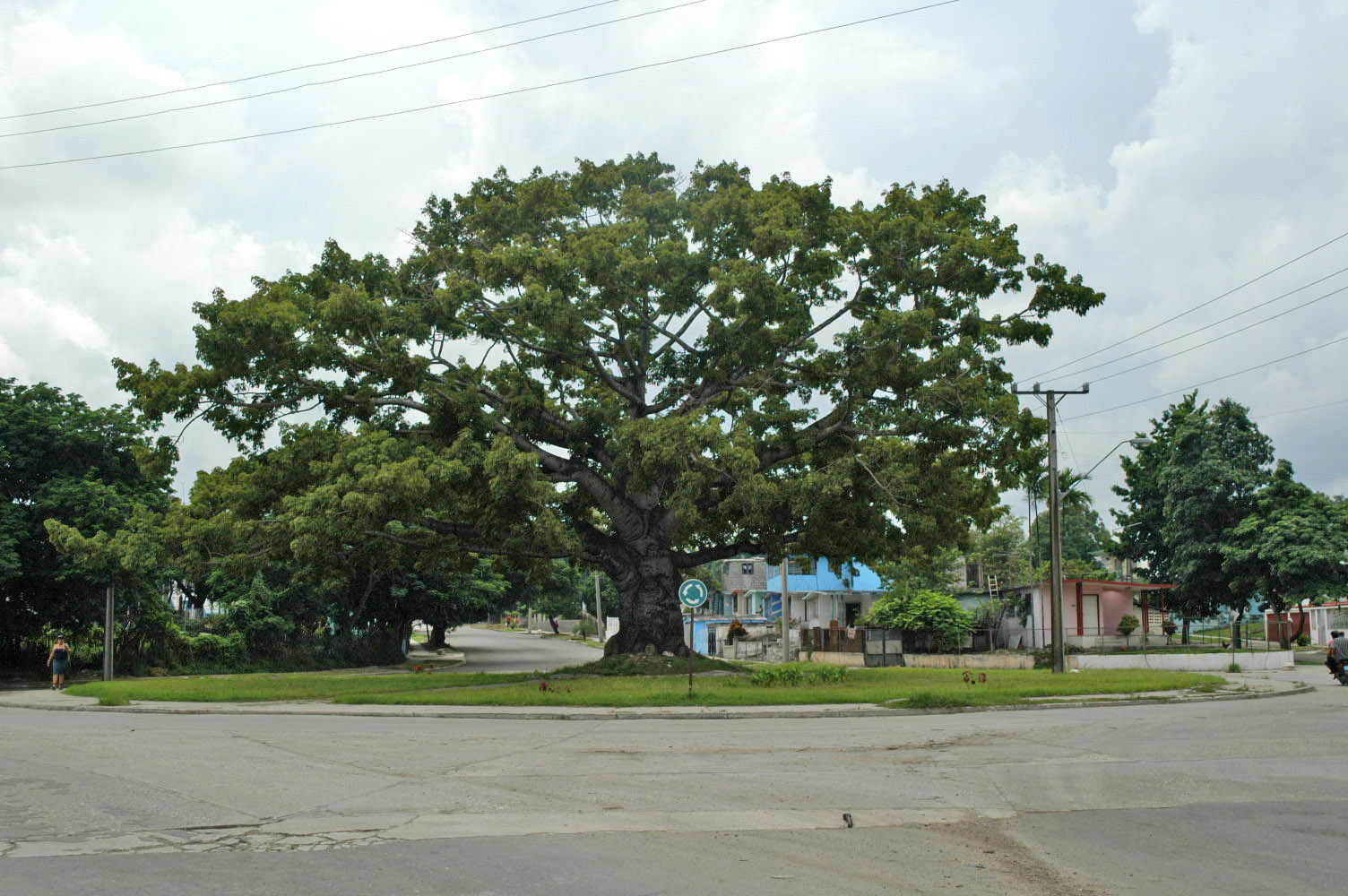 VIVERO HABITAT NATIVO: ARBOL CEIBA