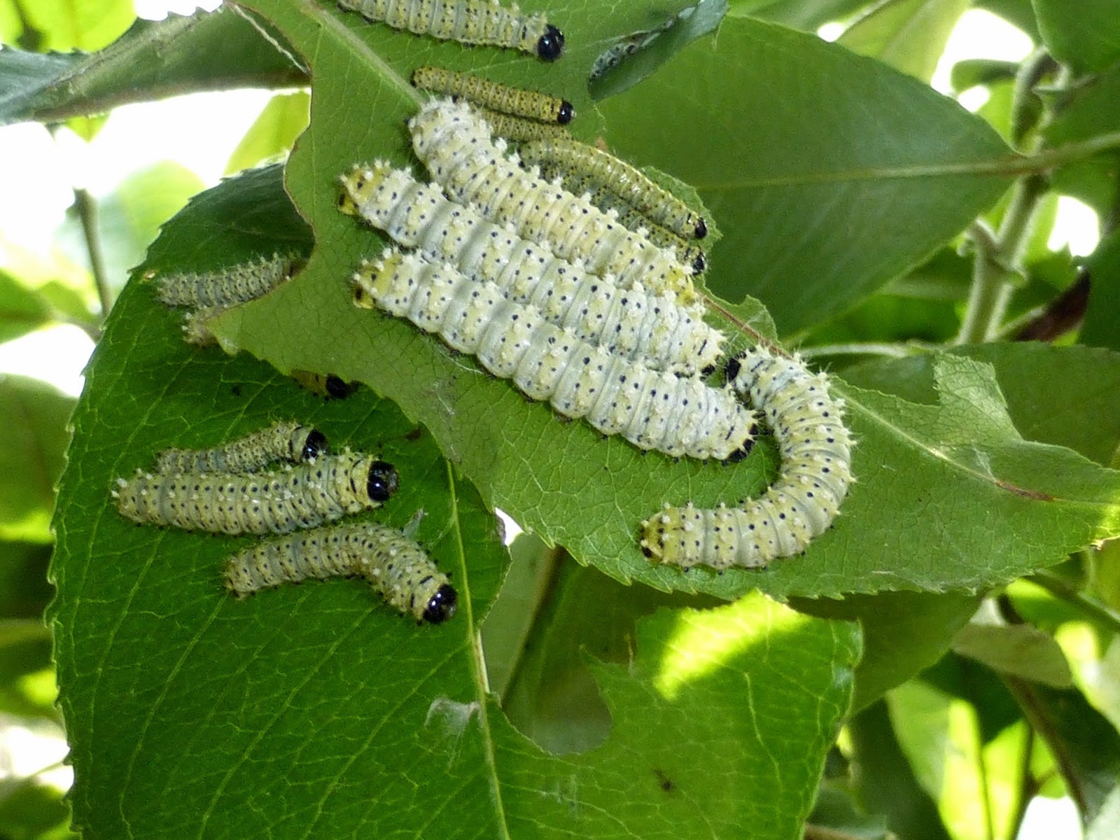 Silkmoths and more: Samia ricini