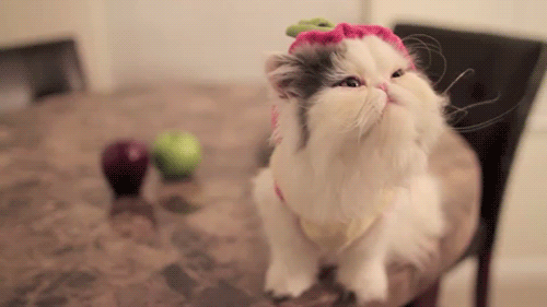 Here's 24 Cute Funny Excited Cats Having Fun and Going Crazy - Purrfect ...