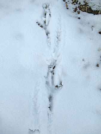 The Equestrian Vagabond: Golden Eagle Tracks
