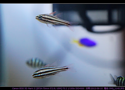 植物: [ 野採 ] 庫氏天竺鯛 Apogon cookii