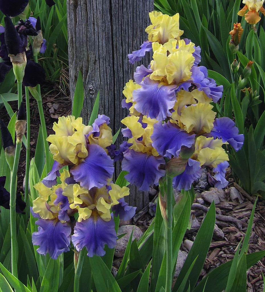 World of Irises: Heavenly Hager Irises