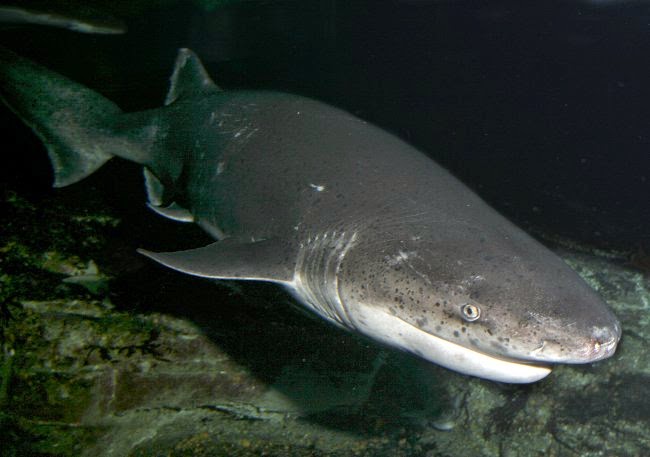 Info animales: GATOPARDO NOTORYNCHUS CEPEDIANUS