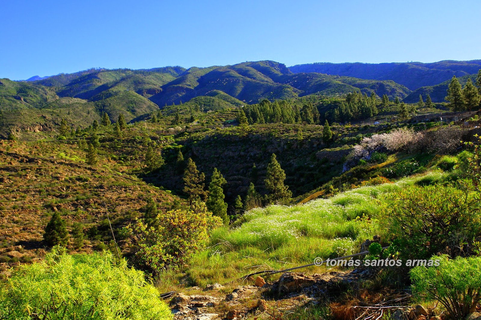 Tenerife senderos......: febrero 2015
