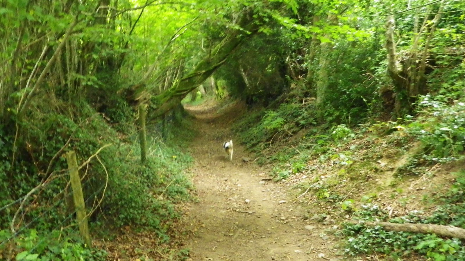 My Dartmoor Walks: Tuesday 3rd September The Templar Way