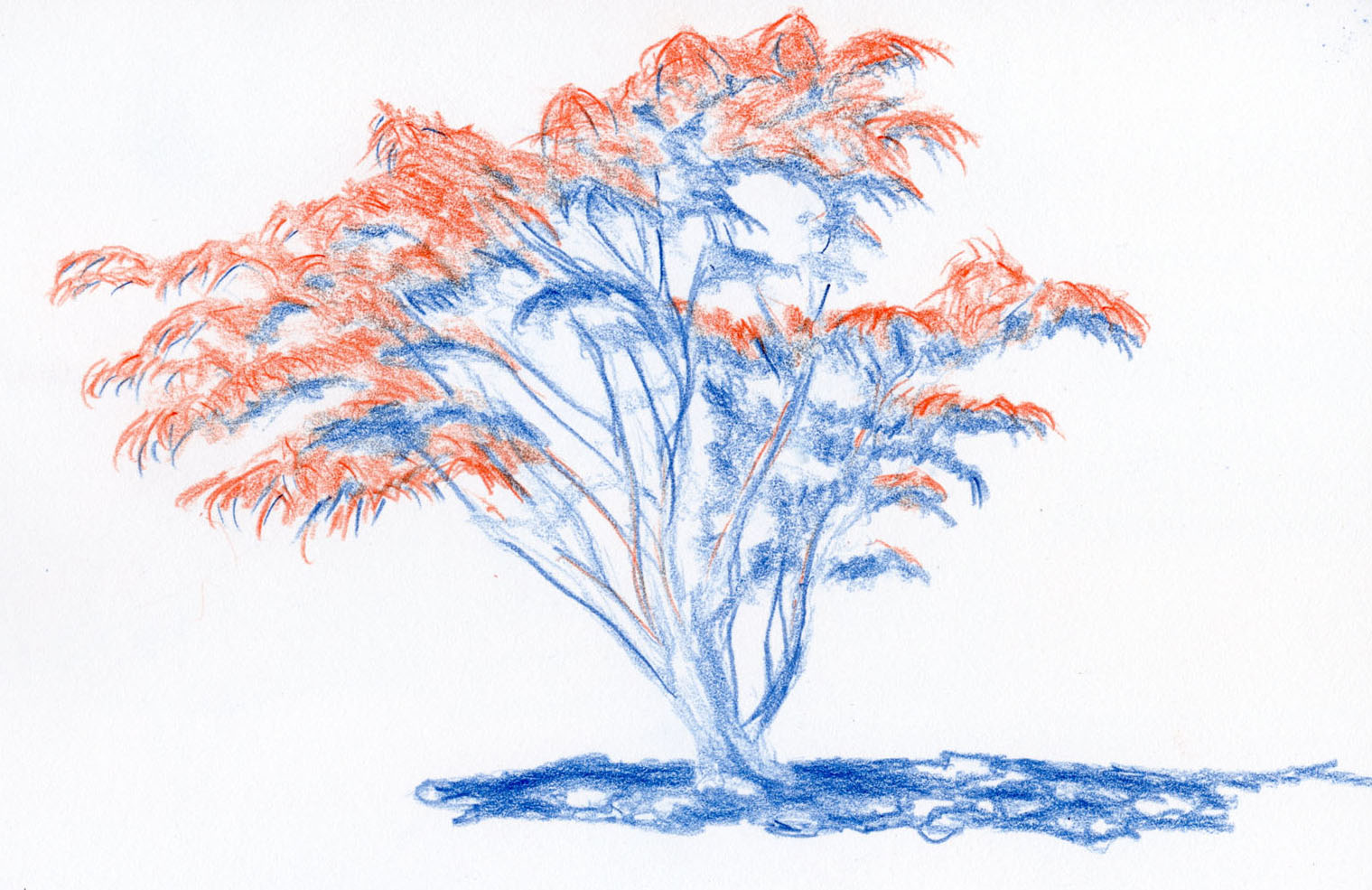 Fueled by Clouds & Coffee: Another Japanese Maple