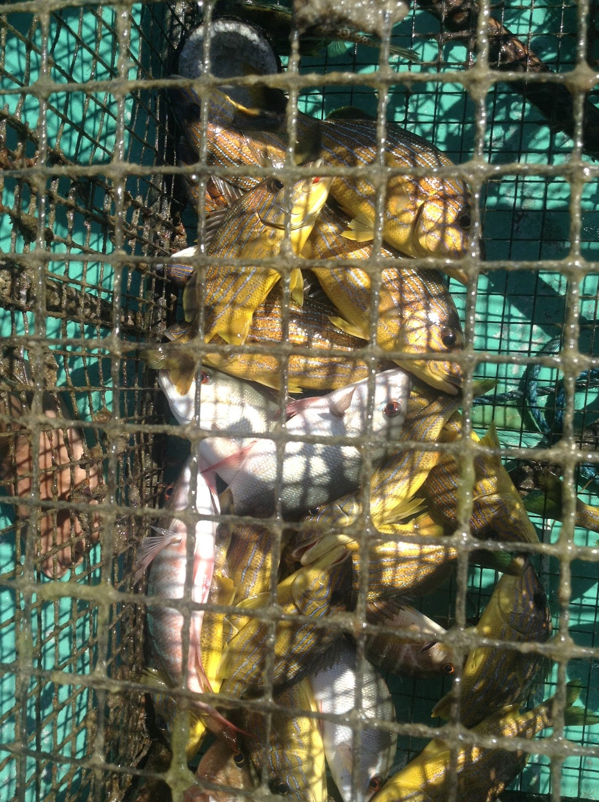 From Haida Gwaii to Panama: Cabuya Fishing