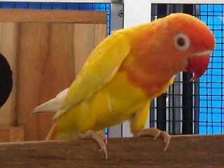 Cage Considerations and Nesting Boxes Love Bird ~ Love Bird Breeding