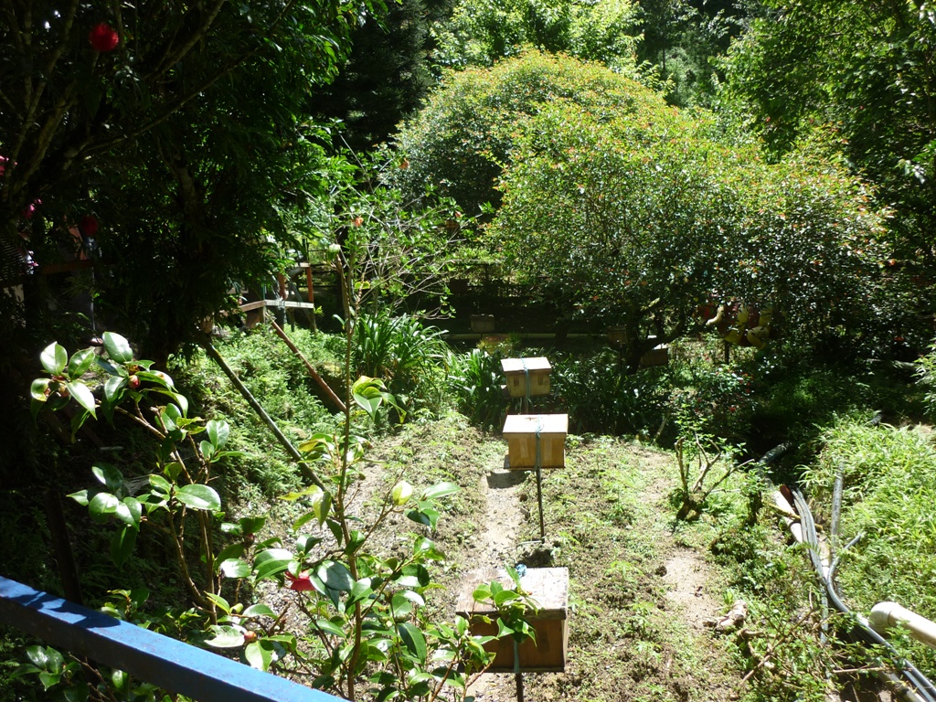 So Full of Myself: Cameron Highlands - Bee Farm