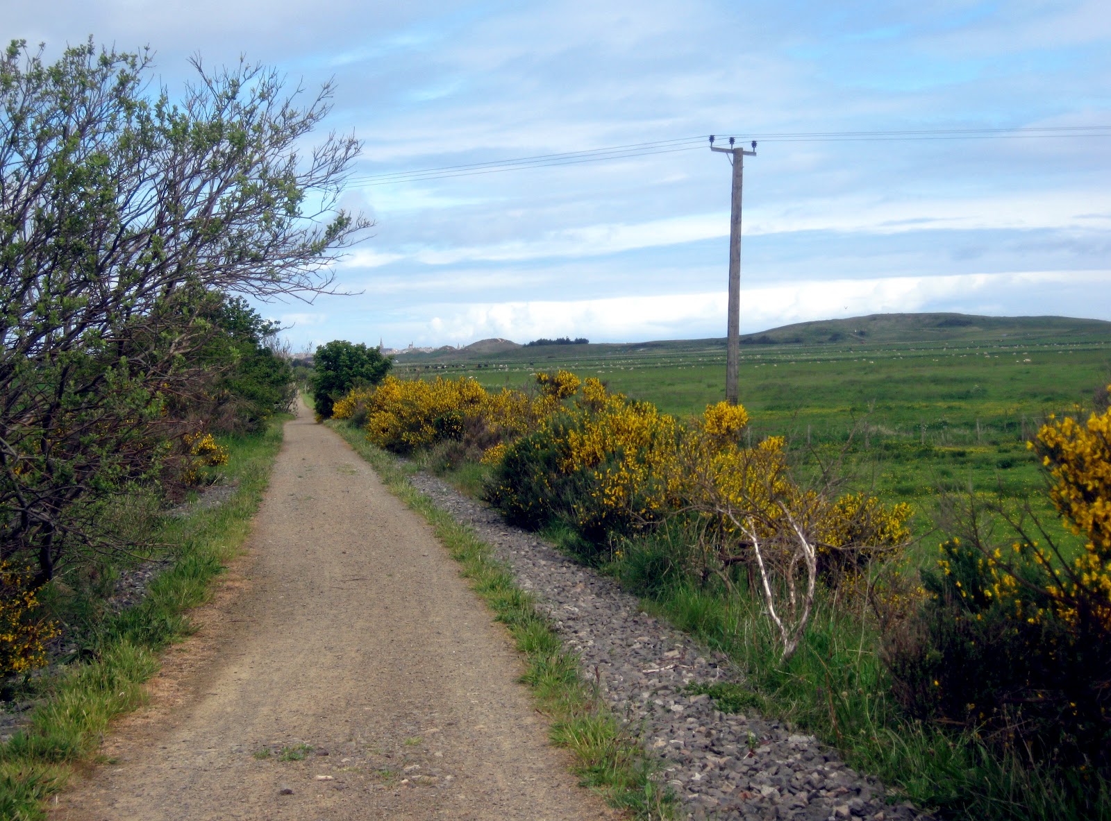 Walking The Line: Philorth Halt to Rathen Station: the first dog rose