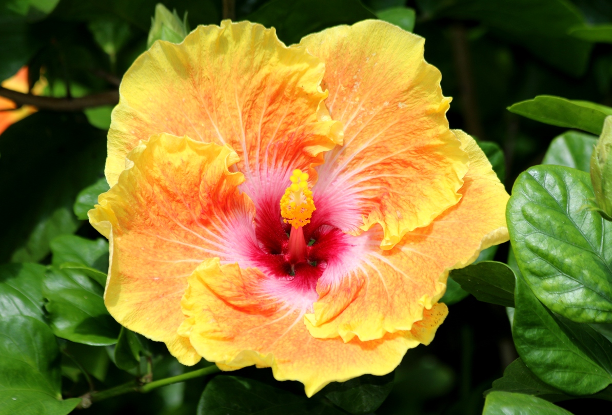 A photo, A thought............: Plant: Amazing array of hibiscus ...