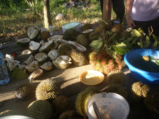 TRAVELOG: EKSPEDISI KE DUSUN DURIAN KUALA NERANG, KEDAH ; Makan Durian ...