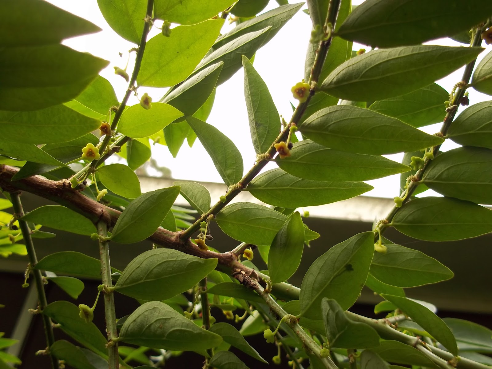 My epic garden: Katuk tree aka Sauropus androgynus