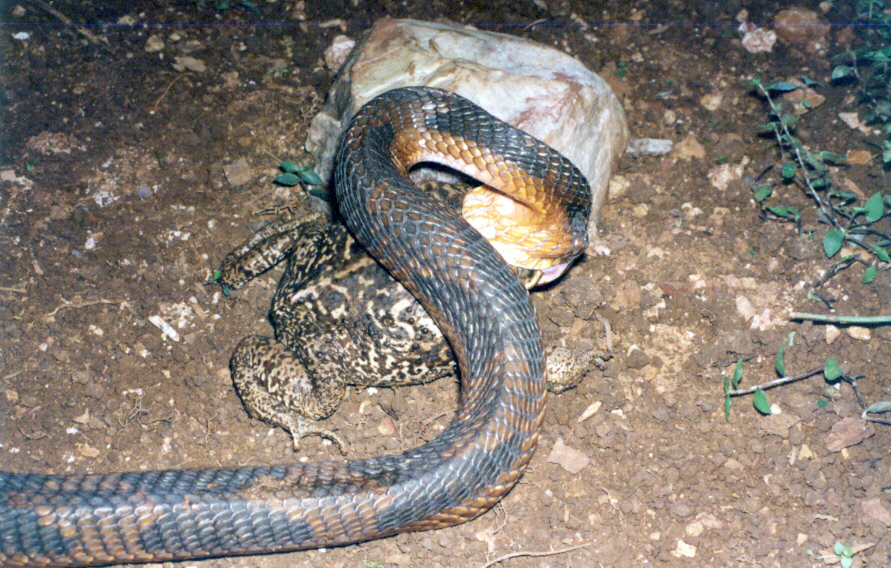 BIOLOGIA E HERPETOLOGIA Amor à vida e aos Répteis!: BOIPEVA - A ...