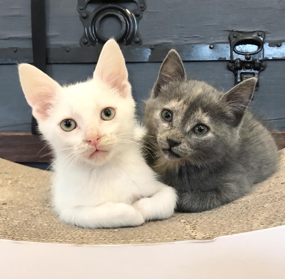 Top 10 good cute kitten images,greetings,pictures for whatsapp ...