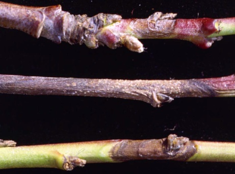 Fruit Ag Updates: This week in the Plant & Pest Advisory: 8-14-2012