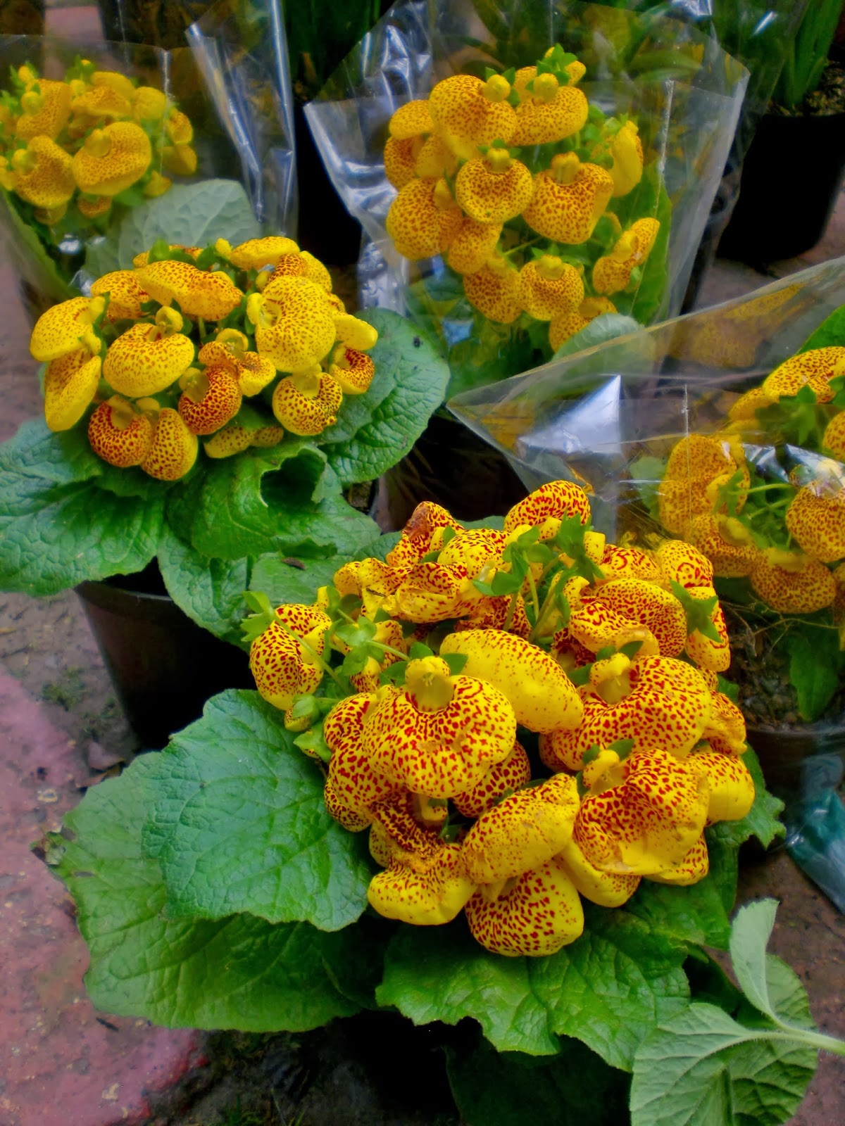 Calceolaria hybrida | Flores colombia